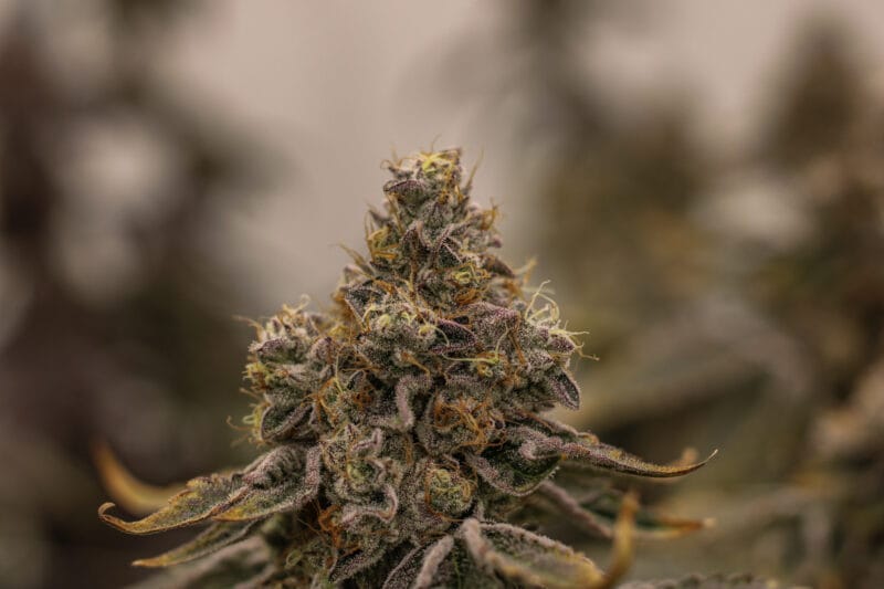 Rugged Roots - Strains