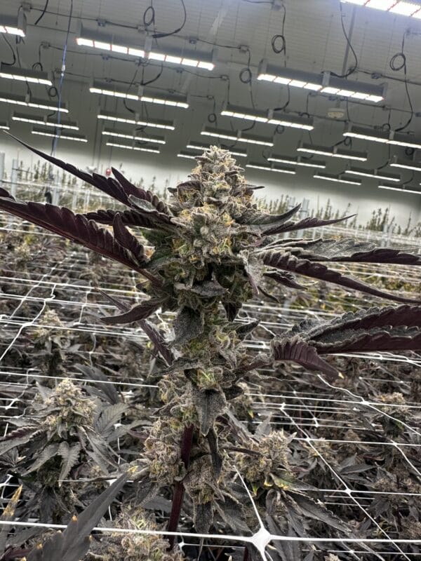 Rugged Roots - Strains