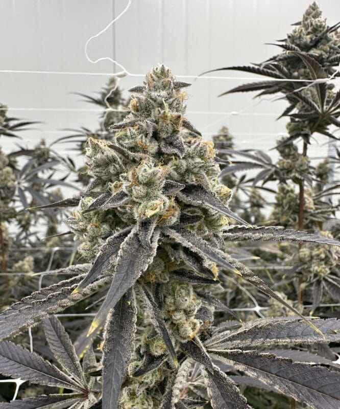 Rugged Roots - Strains